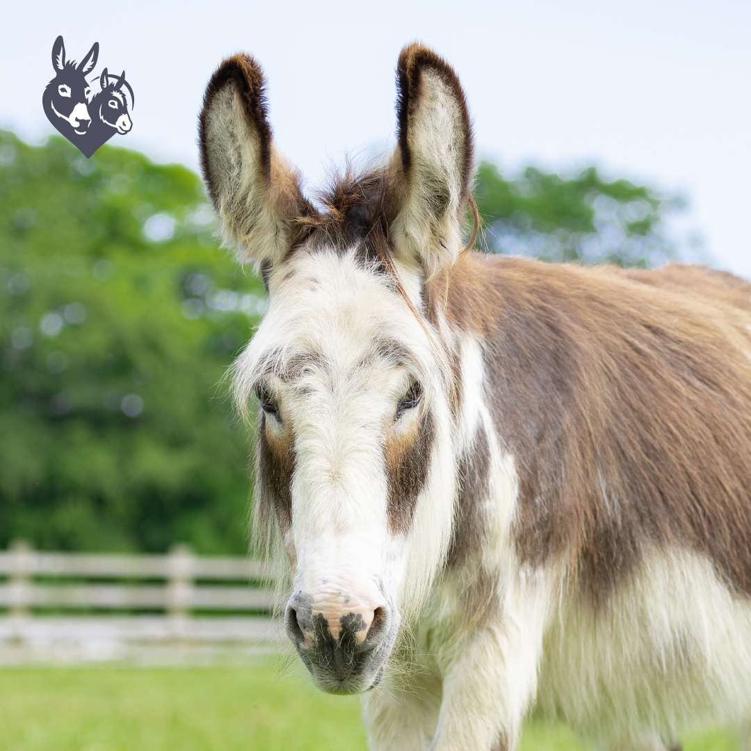 The Donkey Sanctuary