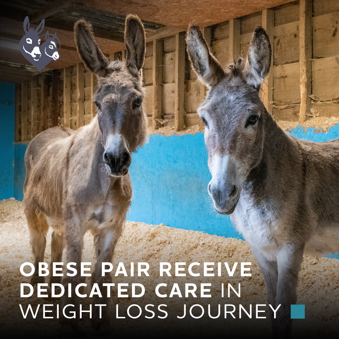 The Donkey Sanctuary