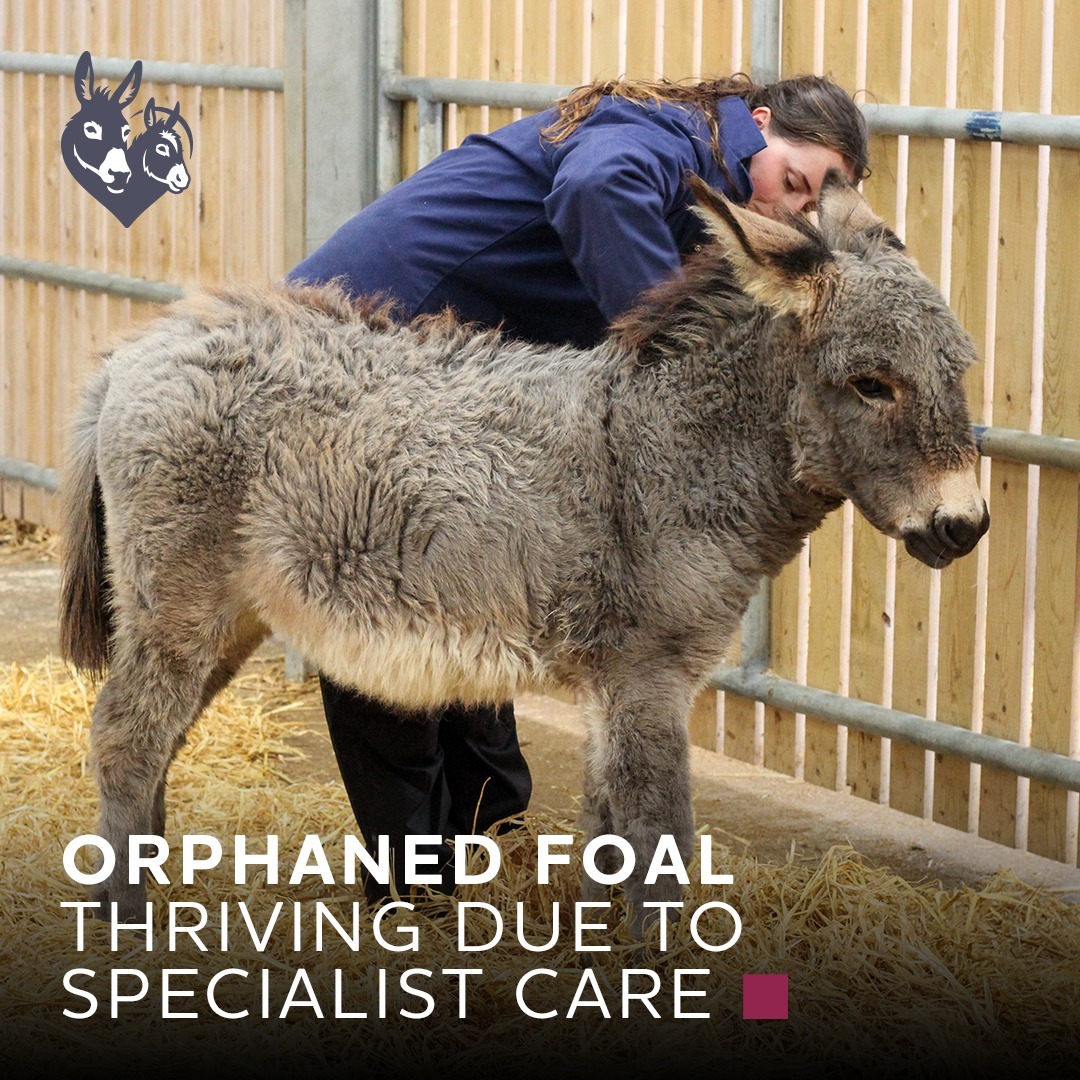 The Donkey Sanctuary