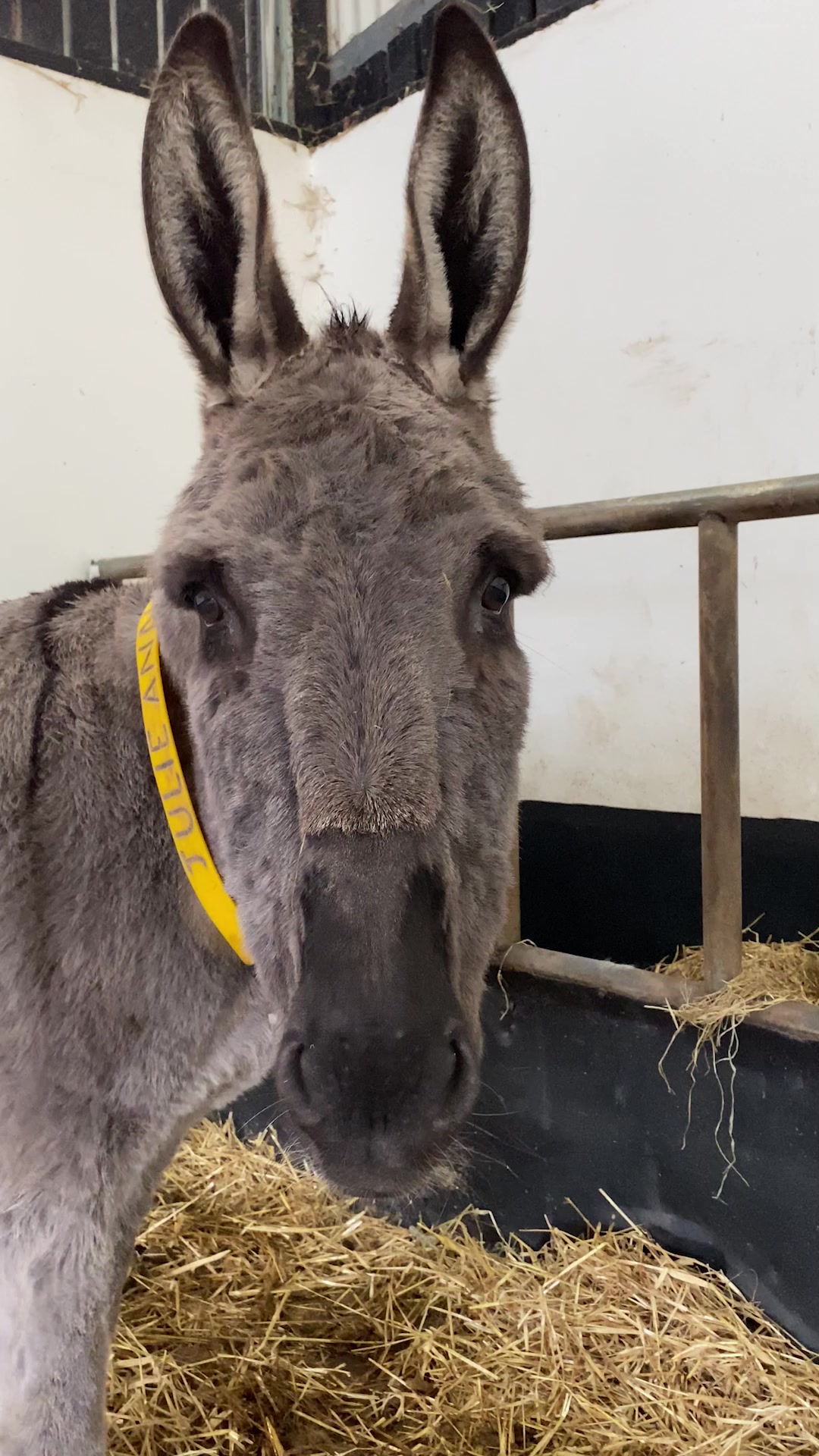 The Donkey Sanctuary Ireland