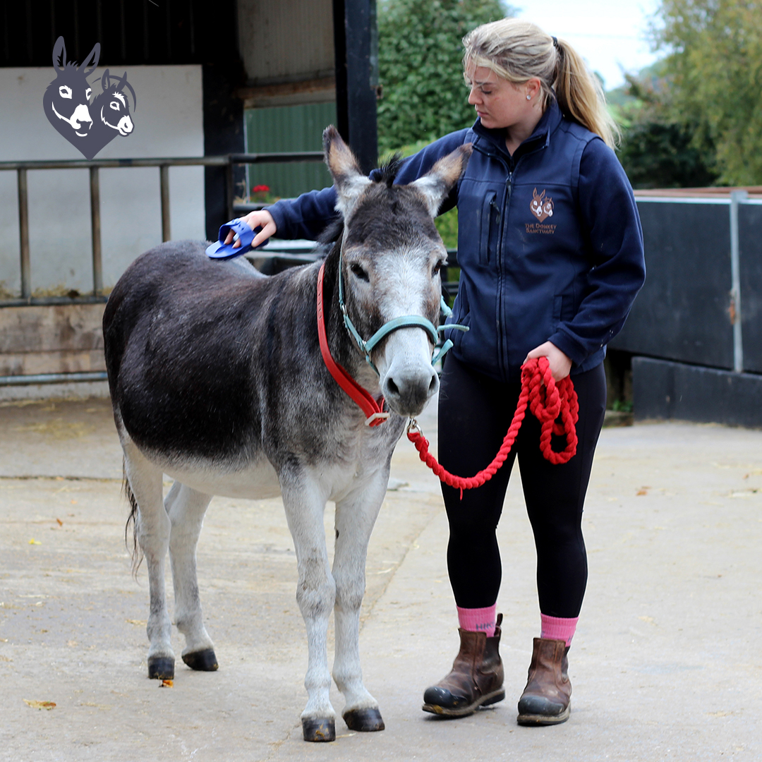The Donkey Sanctuary Ireland