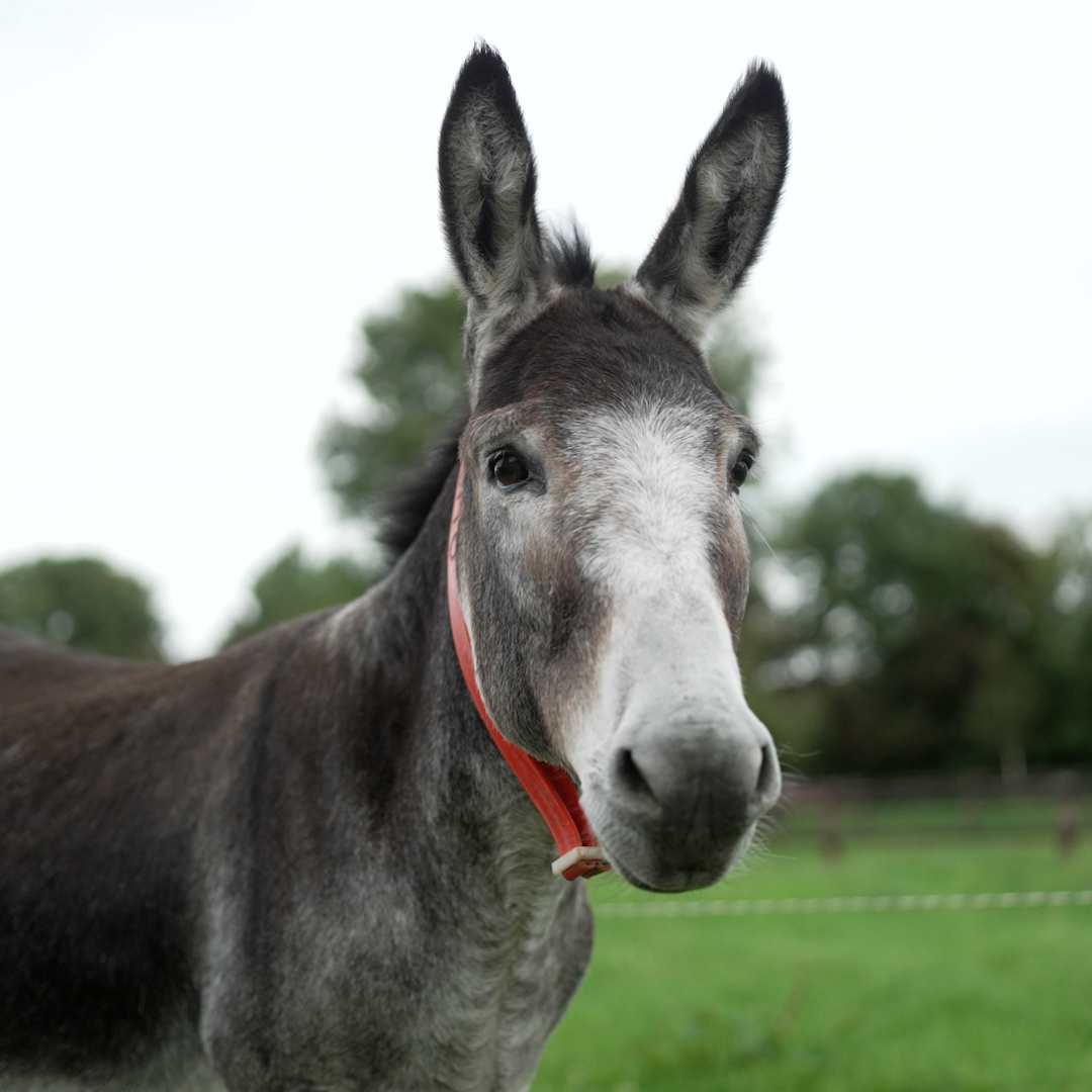 The Donkey Sanctuary Ireland