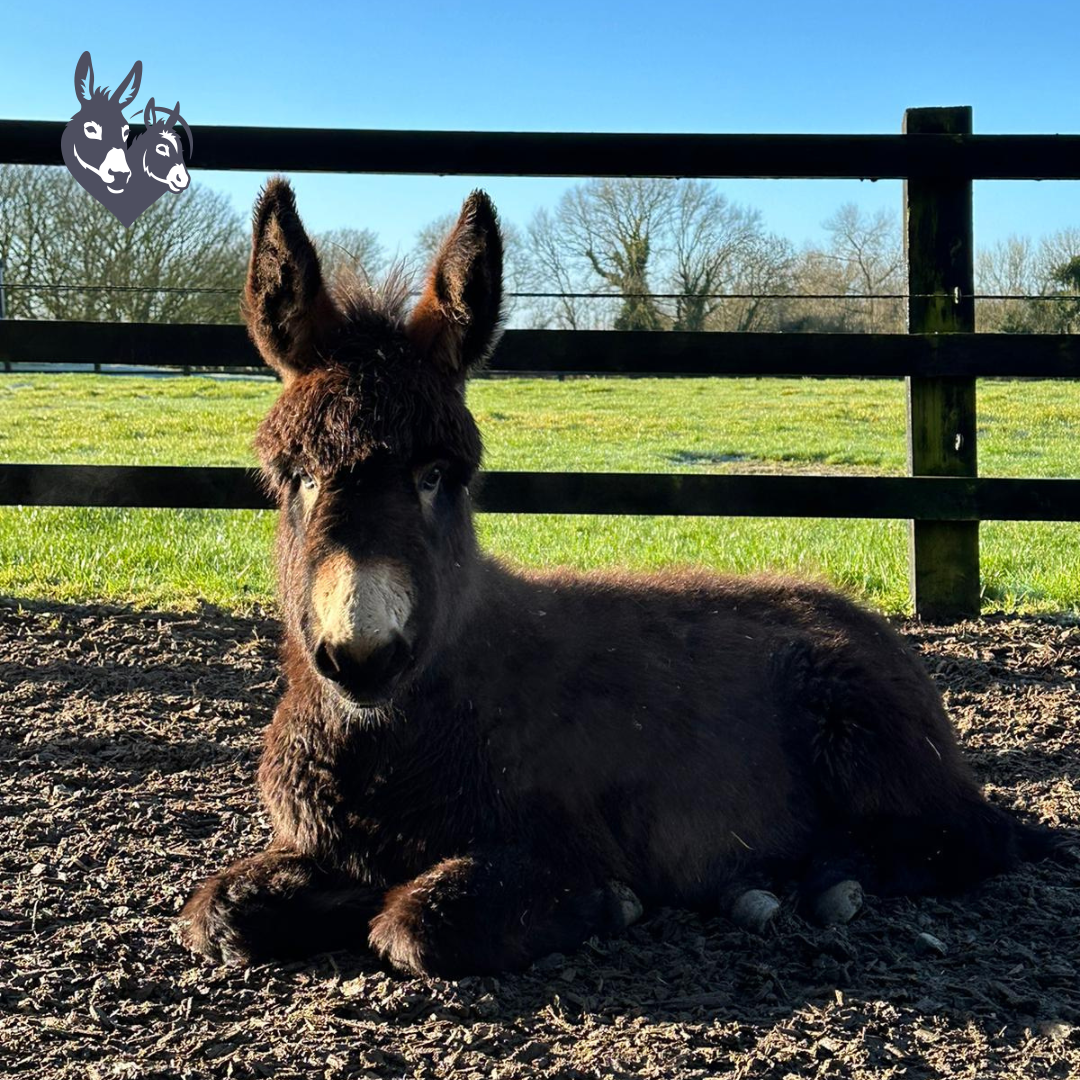The Donkey Sanctuary Ireland